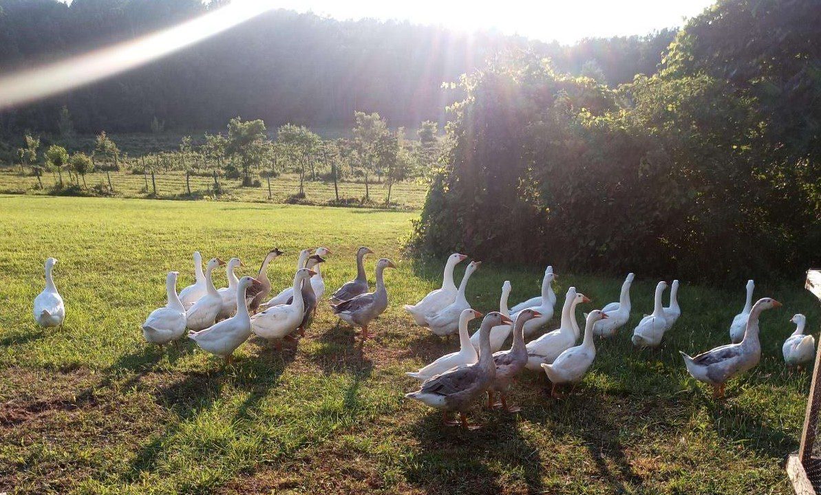 How To Raise Geese For Beginners; All You Need To Know About Geese ...