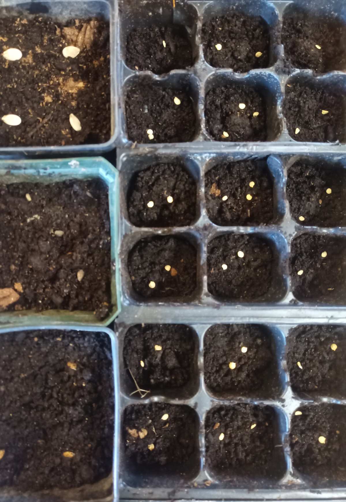 Starting Seeds Indoors In 5 Simple Steps - Simple Living On The Homestead